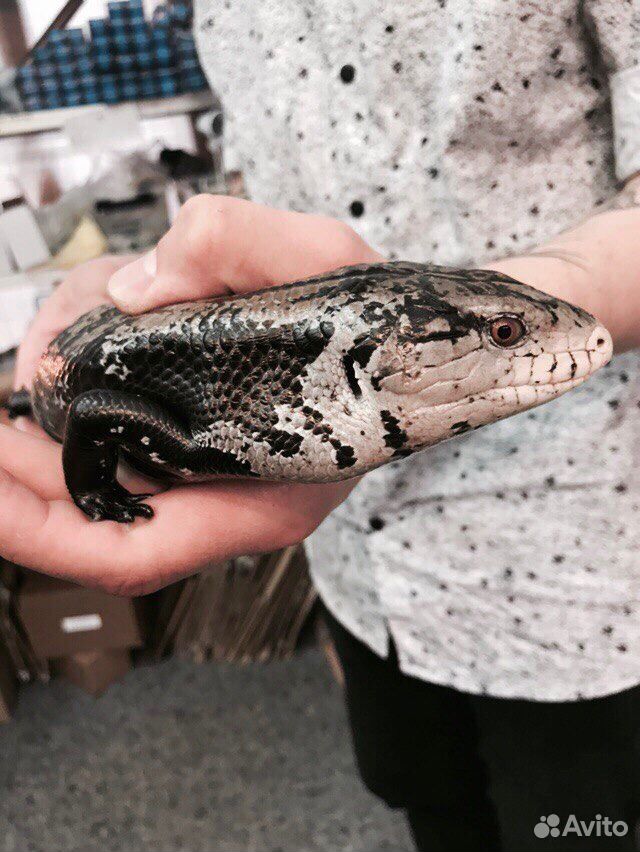 Синеязыкие сцинки