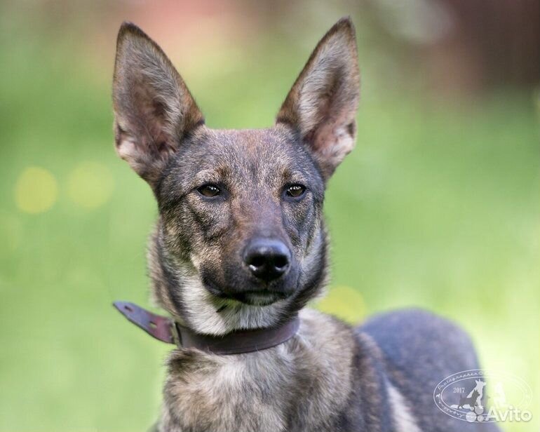 Изящная собака-лань Дина ищет семью