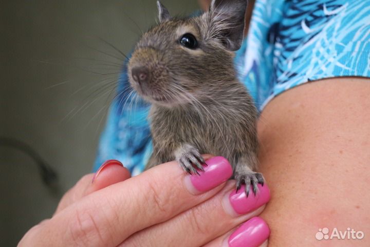 Бельчата дегу