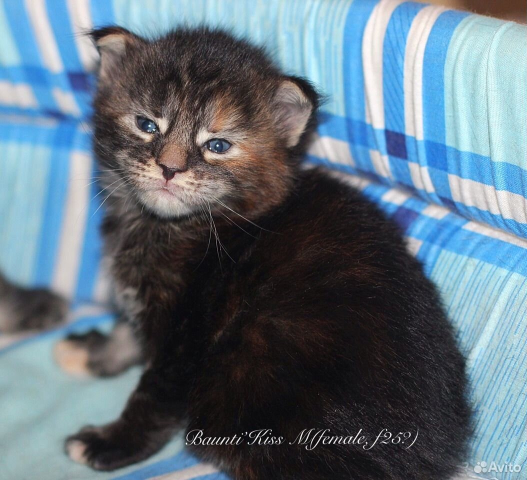 Мейн-кун девочка f25