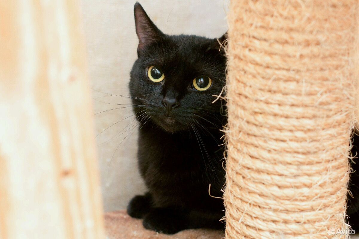 Бомбейская черная кошка 1 г стерилизована