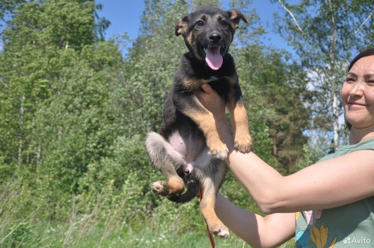 Щенок малышка Рокси 3 мес