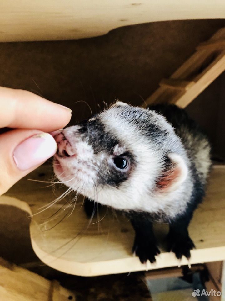 Хорек Хогсмид с документами+ витрина