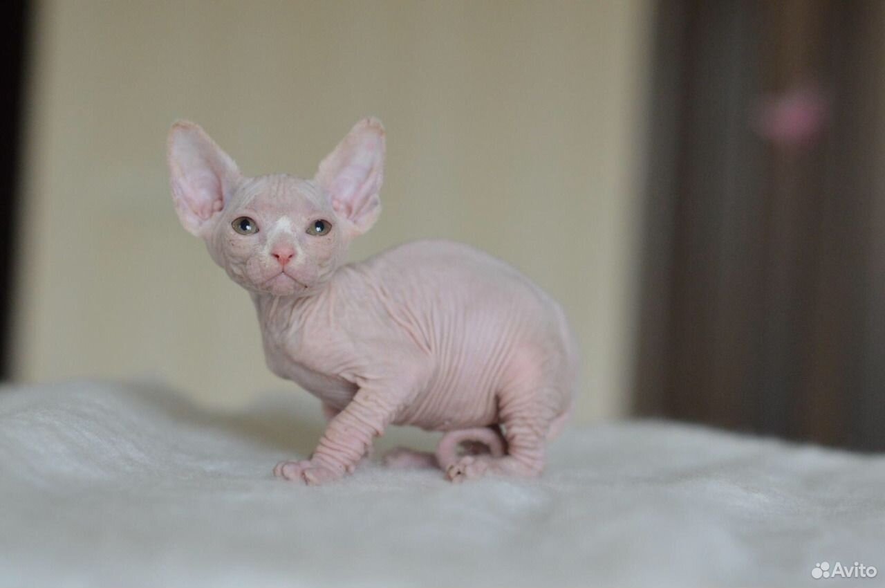 Канадский сфинкс белый мальчик