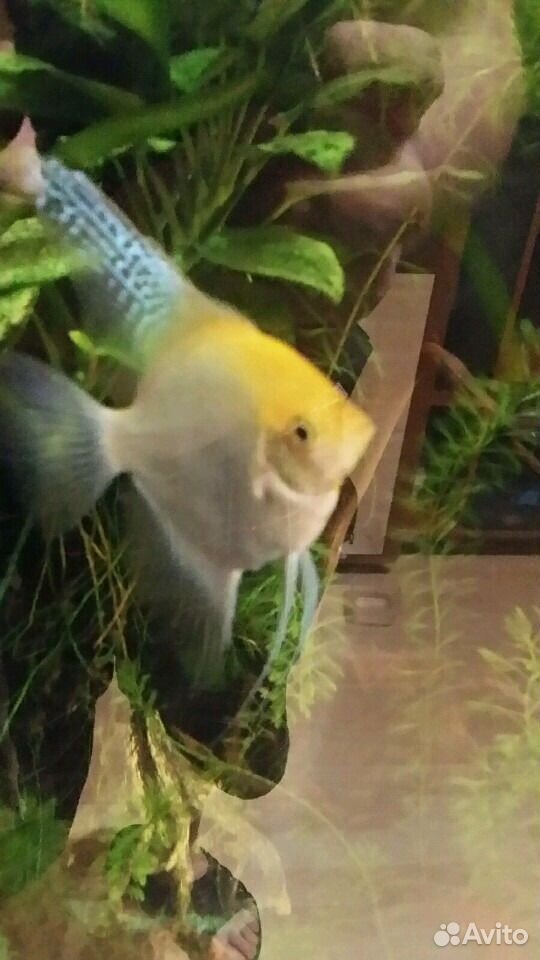 Золотая скалярия мальчик