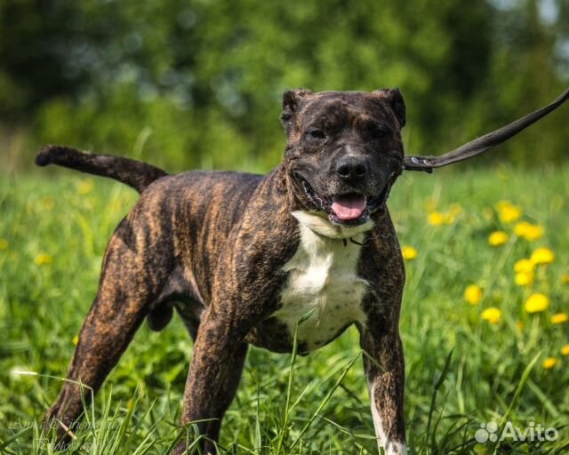 Мощный стафф в крепкие руки