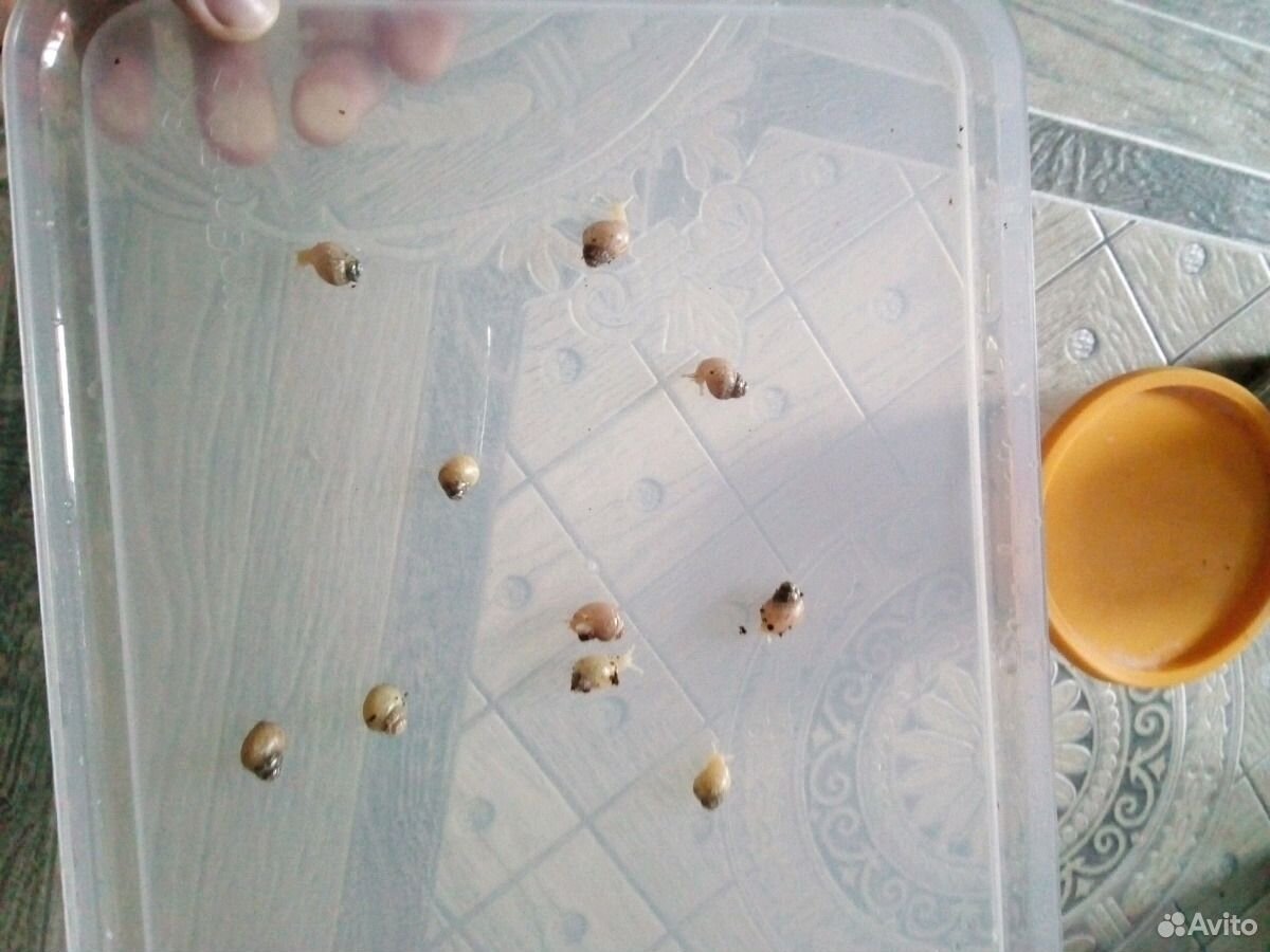 Улитята Ахатина Фулика Альбино