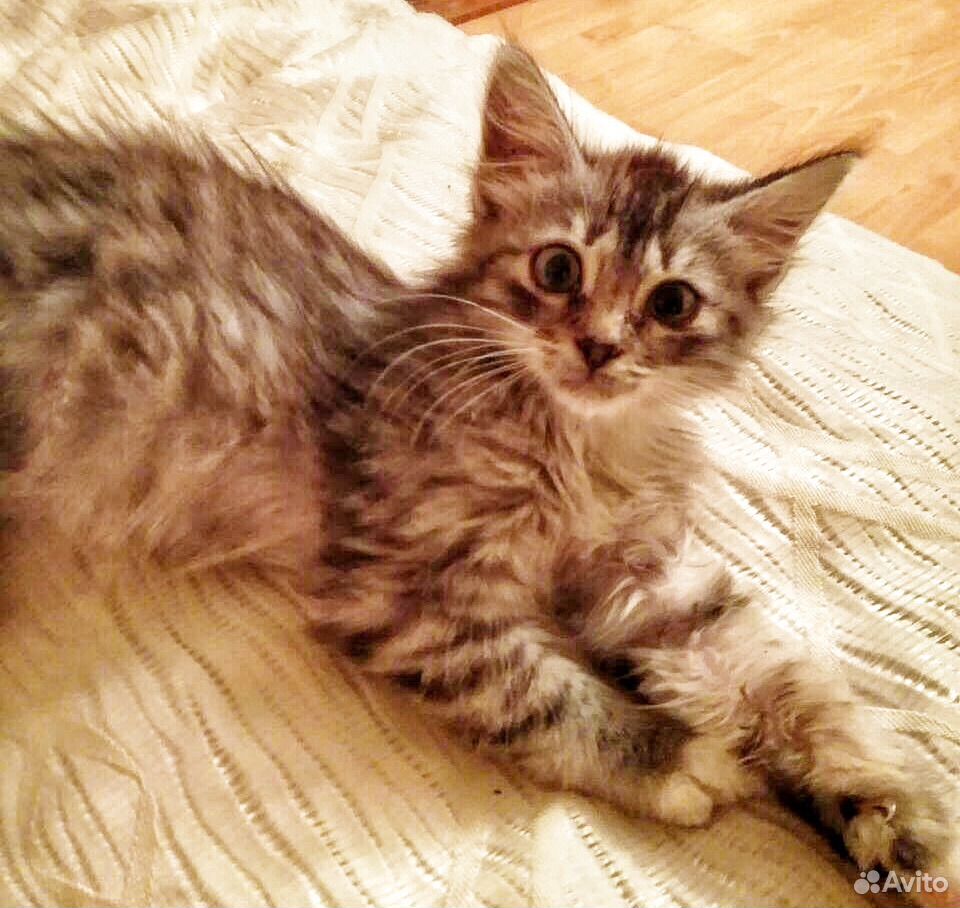 Котенок в добрые руки (мальчик)