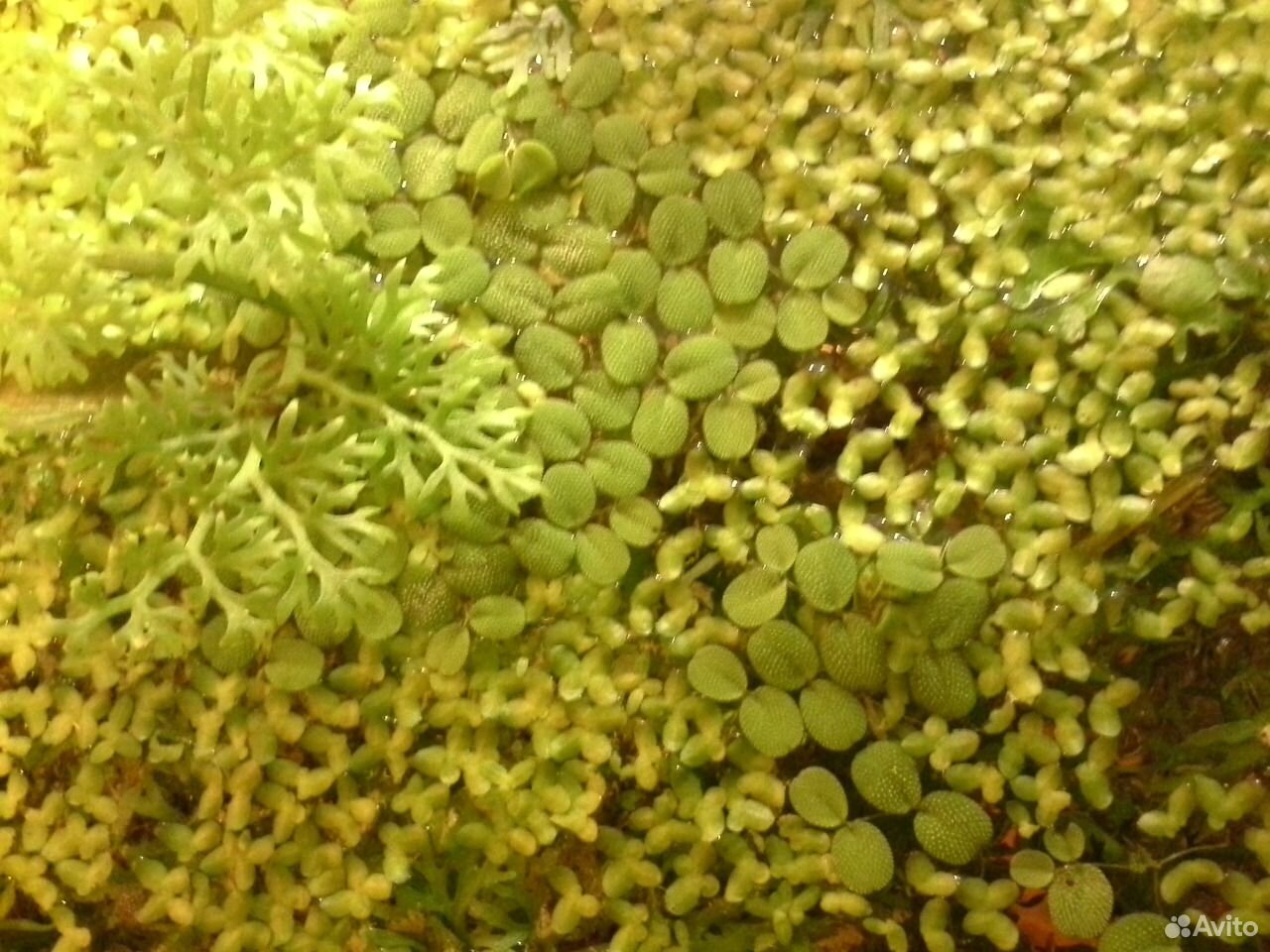 Прополка верхоплавка