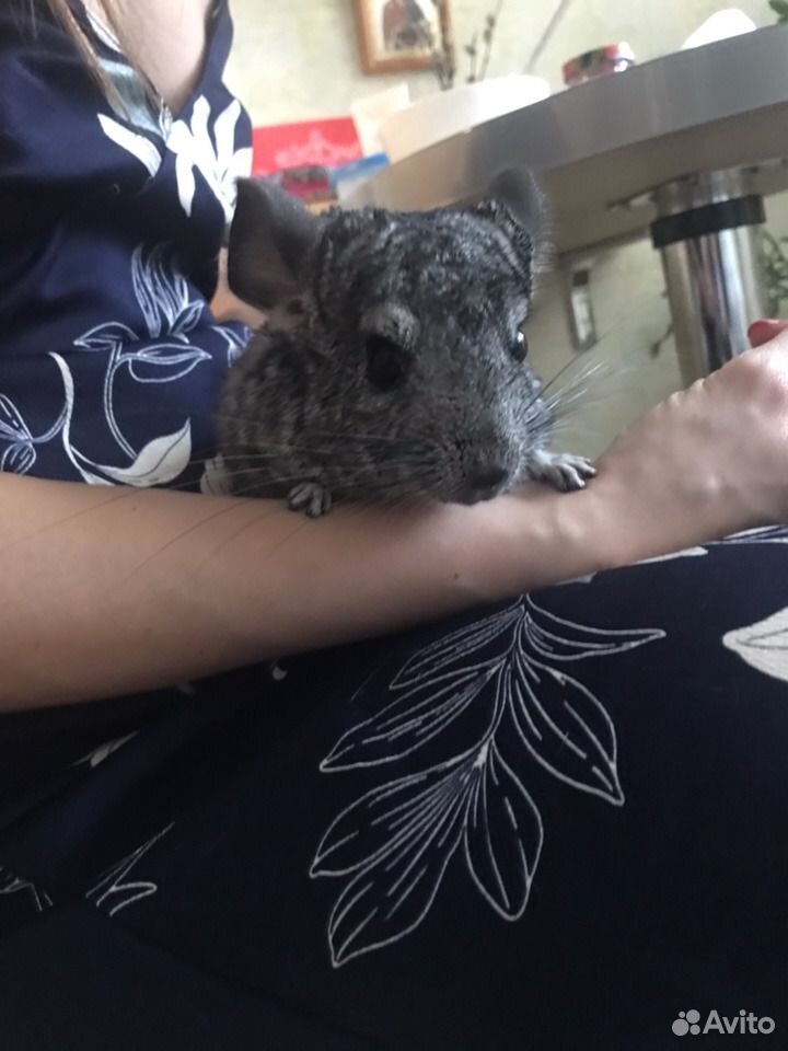 Шиншиллята мальчики