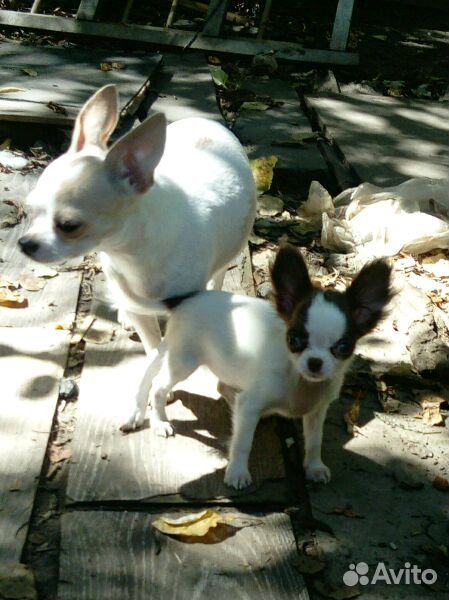 Миниатюрная девочка Фея