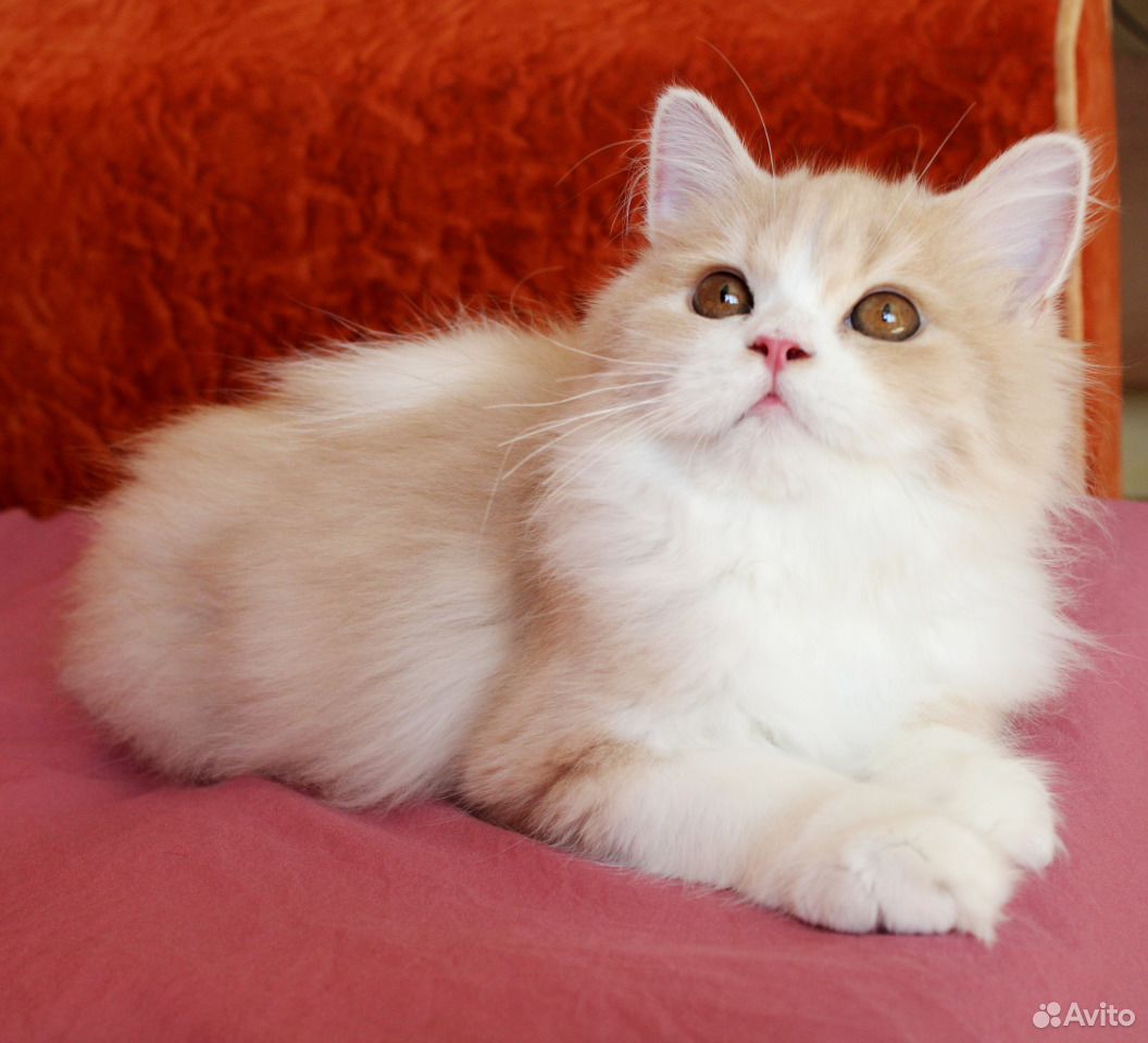 Котик- Барин (Хайленд)