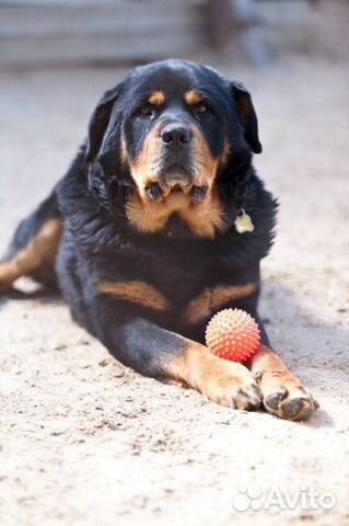 Шикарный метис ротвейлера в хорошие руки