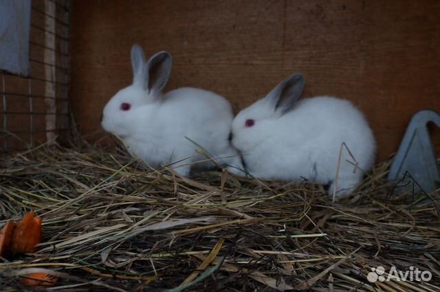 Продам кроликов