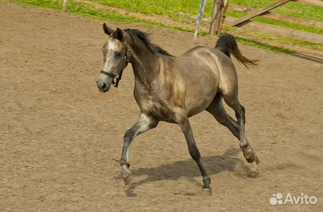 Постой лошадей