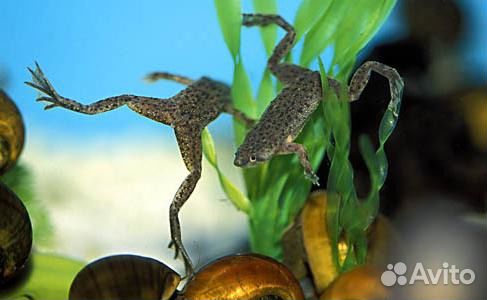 Рыбки аквариумные