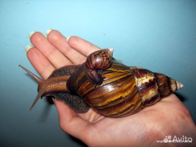Улитки-гиганты ахатины