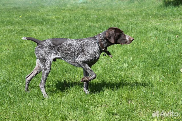 Щенки Курцхааров от рабочих родителей