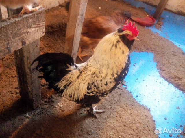 Молодые петушки