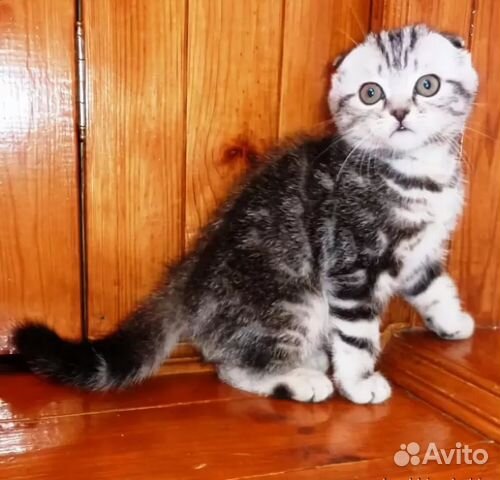 Вислоухий мраморный Котенок от Чемпионов