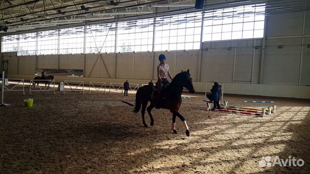 Сдам лошадь в аренду