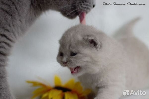 Британский котенок для состоятельных и щедрых