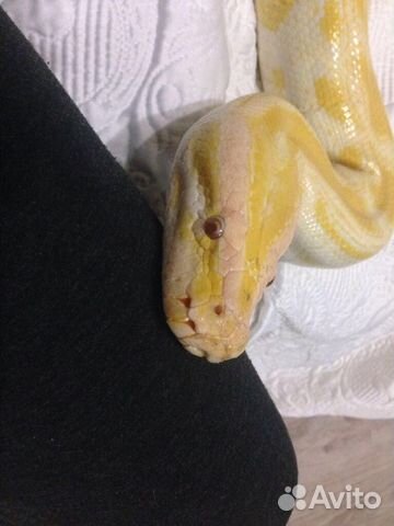 Тигровый питон (альбинос).6 лет.около 3,5 метров