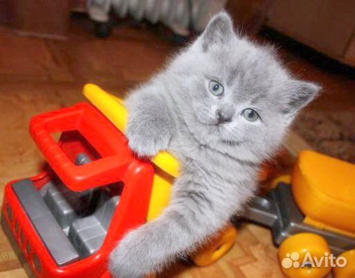 Чудо котик- британский ручной лапушка Лео