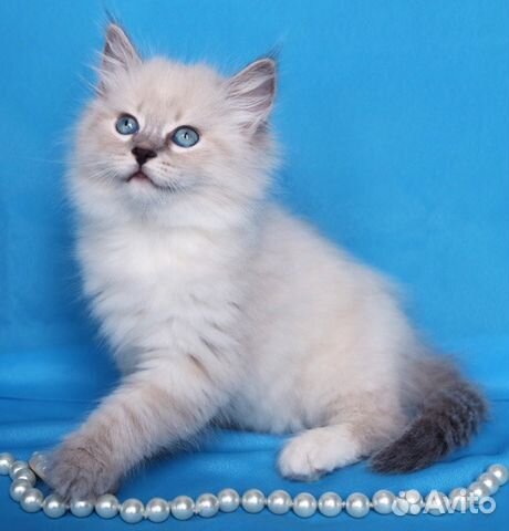 Котёнок Невская маскарадная