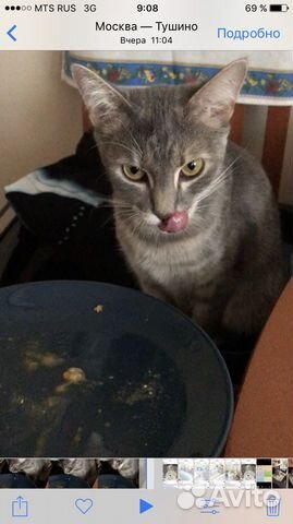 Отдам кота Шархана