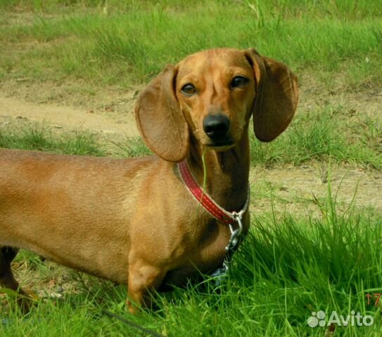 Щенки таксы, гладкошерстные