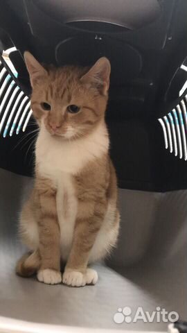 Рыжий котёнок мальчик