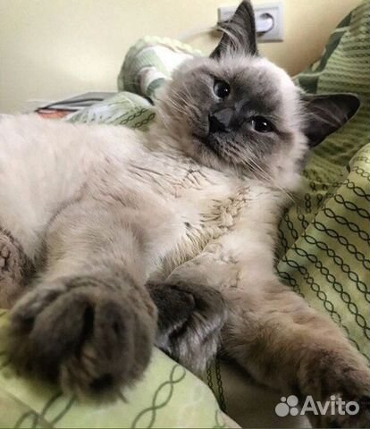 Отдам шикарного молодого кота