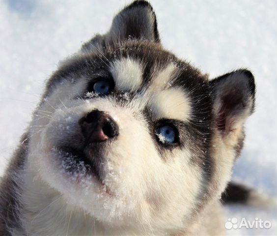 Снежная королева - девочка хаски