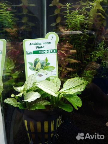 Растения dennerle-Анубиас карликовый Пинто, в горш