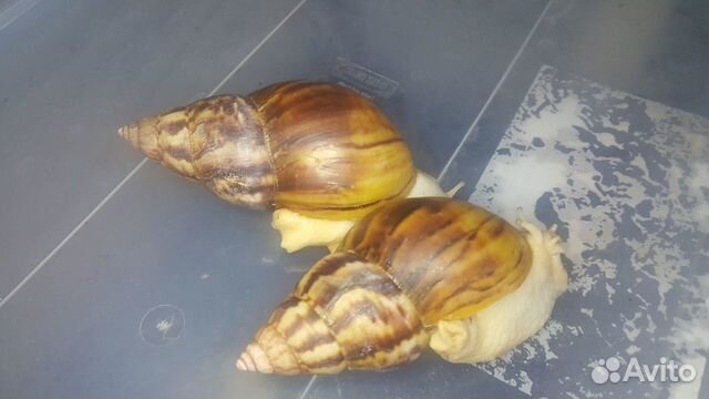 Ахатины / Архахатины