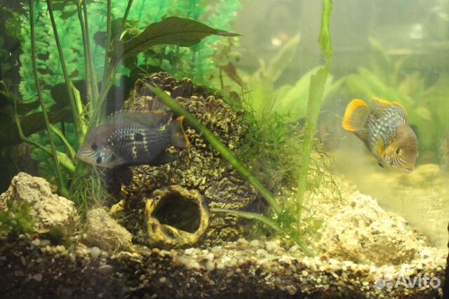 Акара бирюзовая (пара)