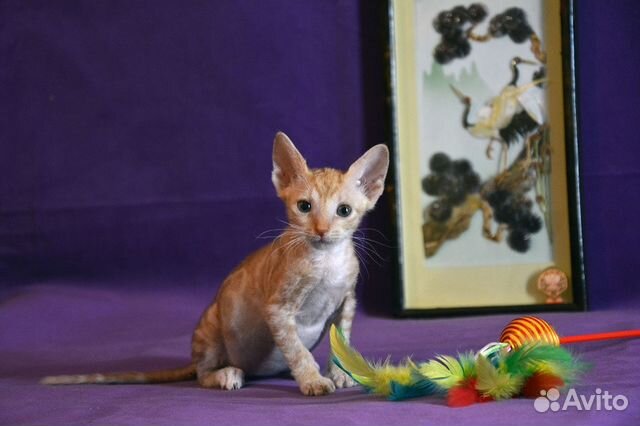 Красный мрамор уральский рекс