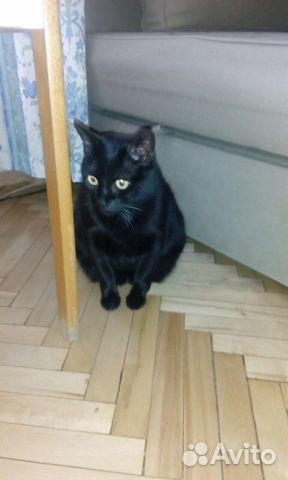 Отдам кошечку, 6 лет