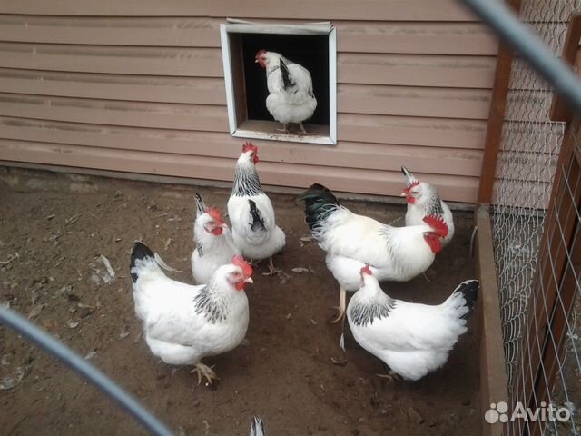 Куры Кучинские и Адлерские