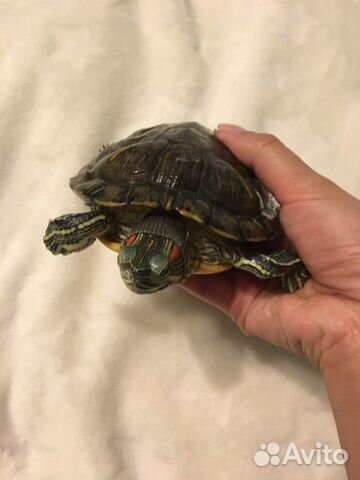 Отдам черепаху