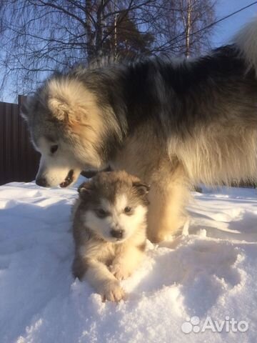 Щенки маламутов