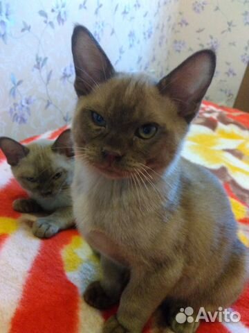 Бурманы шоколадки