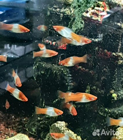 Аквариумная рыбка- меченосец кои