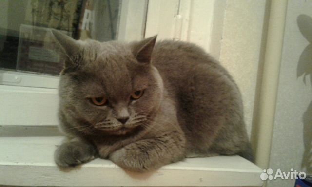 Отдам в добрые руки