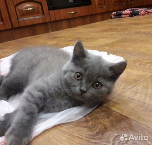 Британские прямоухие котята