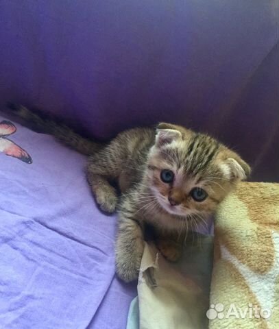 Вислоухий котёнок