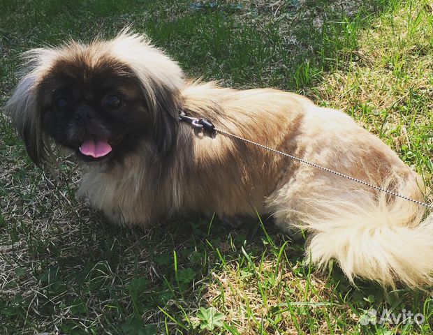 Пекинес в добрые руки(девочка)