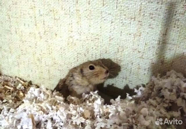 Пара пеструшек