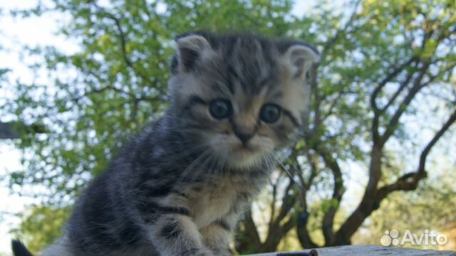 Мраморный шотландец